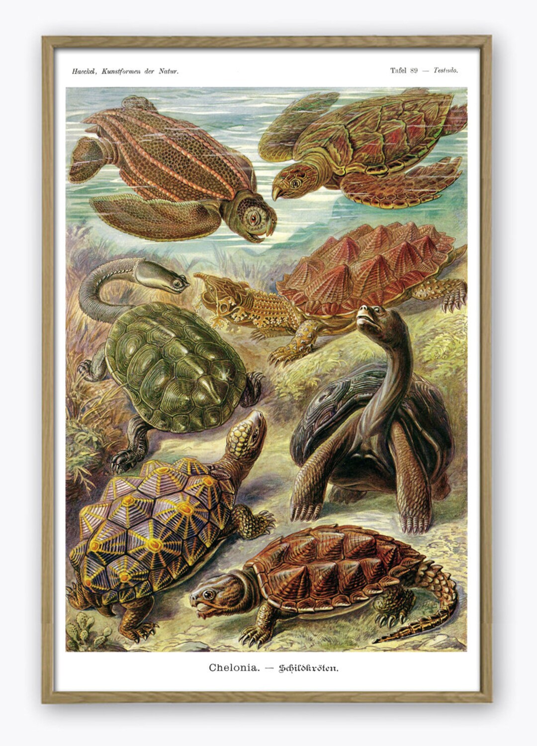Turtle Print, Animals Print, Turtle Poster, Sea Animals, Reptile ...
