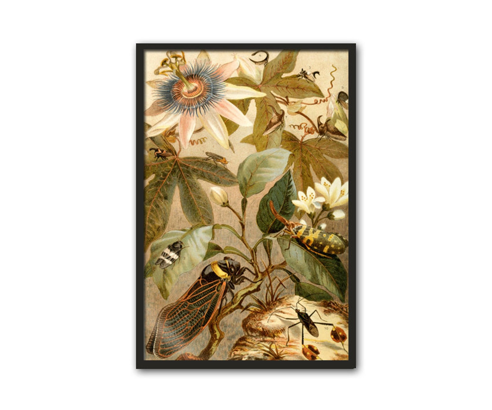 Cicada Print Insect Wall Art Print Cicada Poster Biology - Etsy