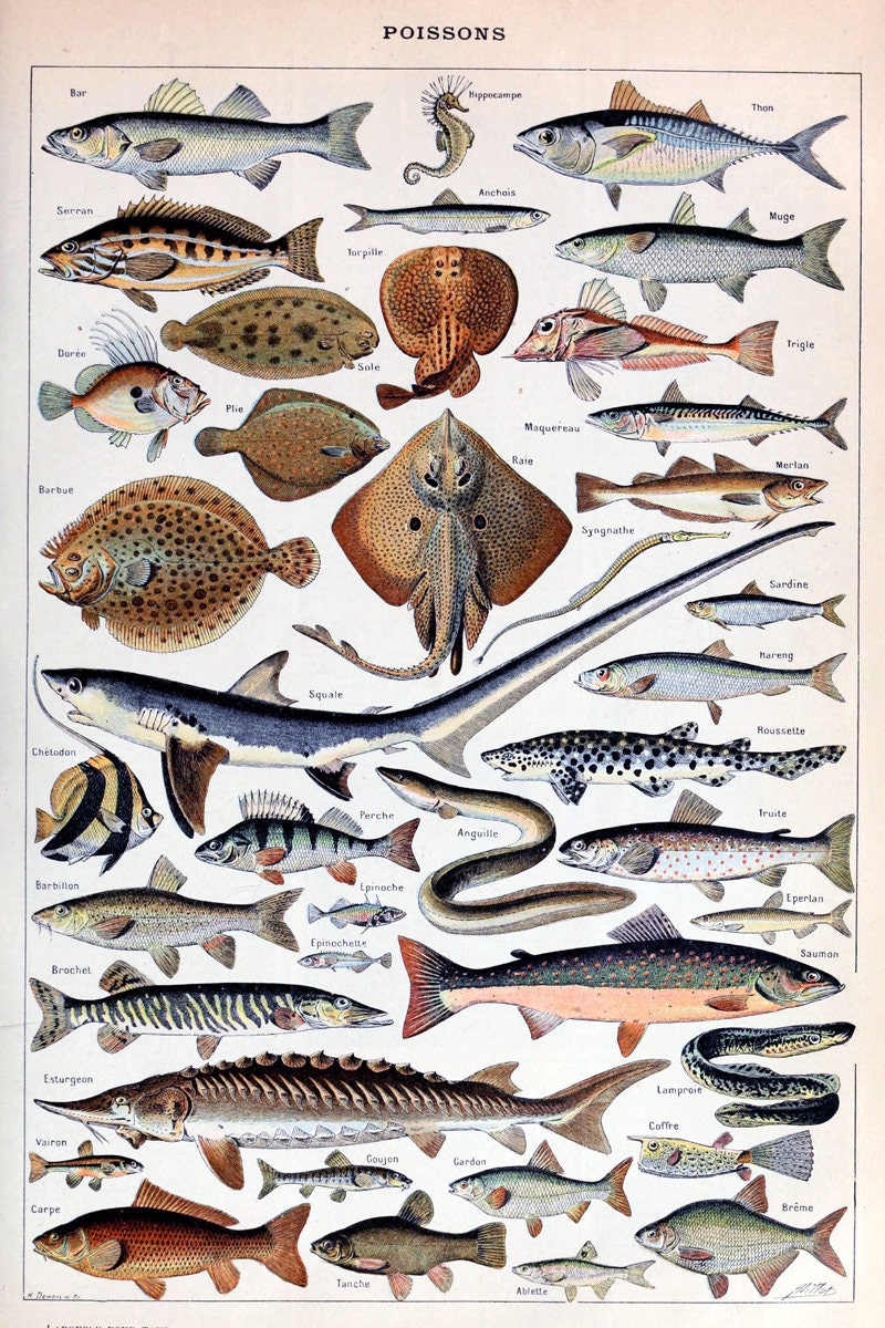 Sea Animals Print shell Print Fish Poster Molluscs Print | Etsy