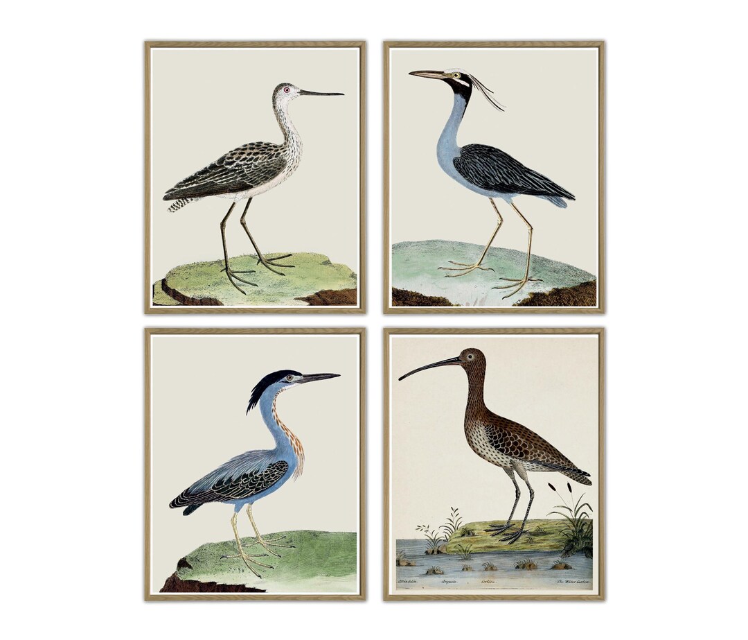 Birds Wall Art Print Set of 4, Bird Antique Illustration, Ornithology ...