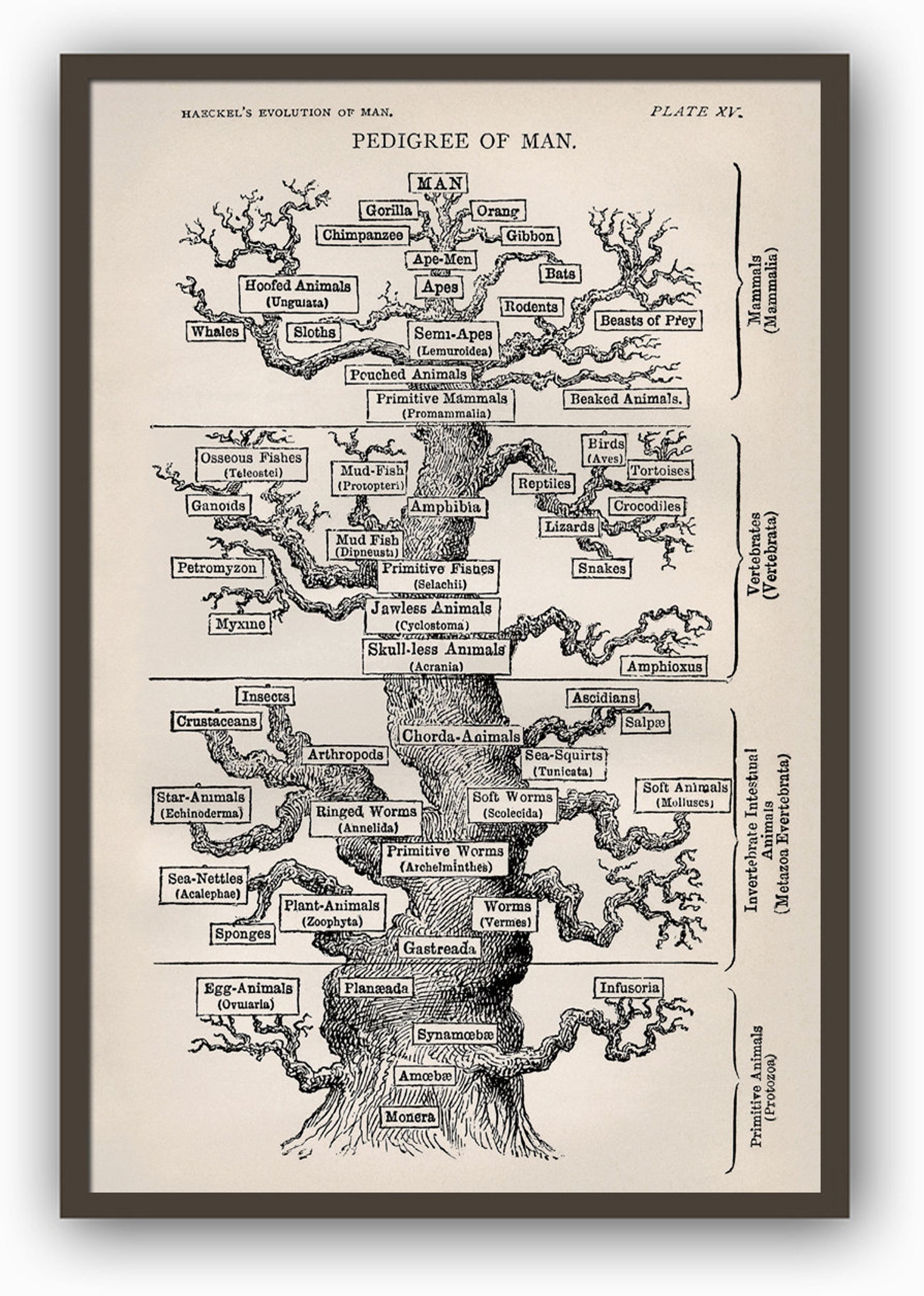Evolution Man Tree Print Tree of Life Print Wall Art Decor | Etsy