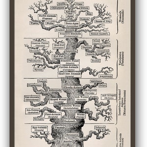 Evolution Man Tree Print - Tree of Life Print - Wall Art Decor ...