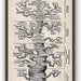 Evolution Man Tree Print Tree of Life Print Wall Art Decor Pedigree of ...