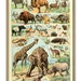 Safari Animal Print, Science Poster, Animals Vintage Illustration ...