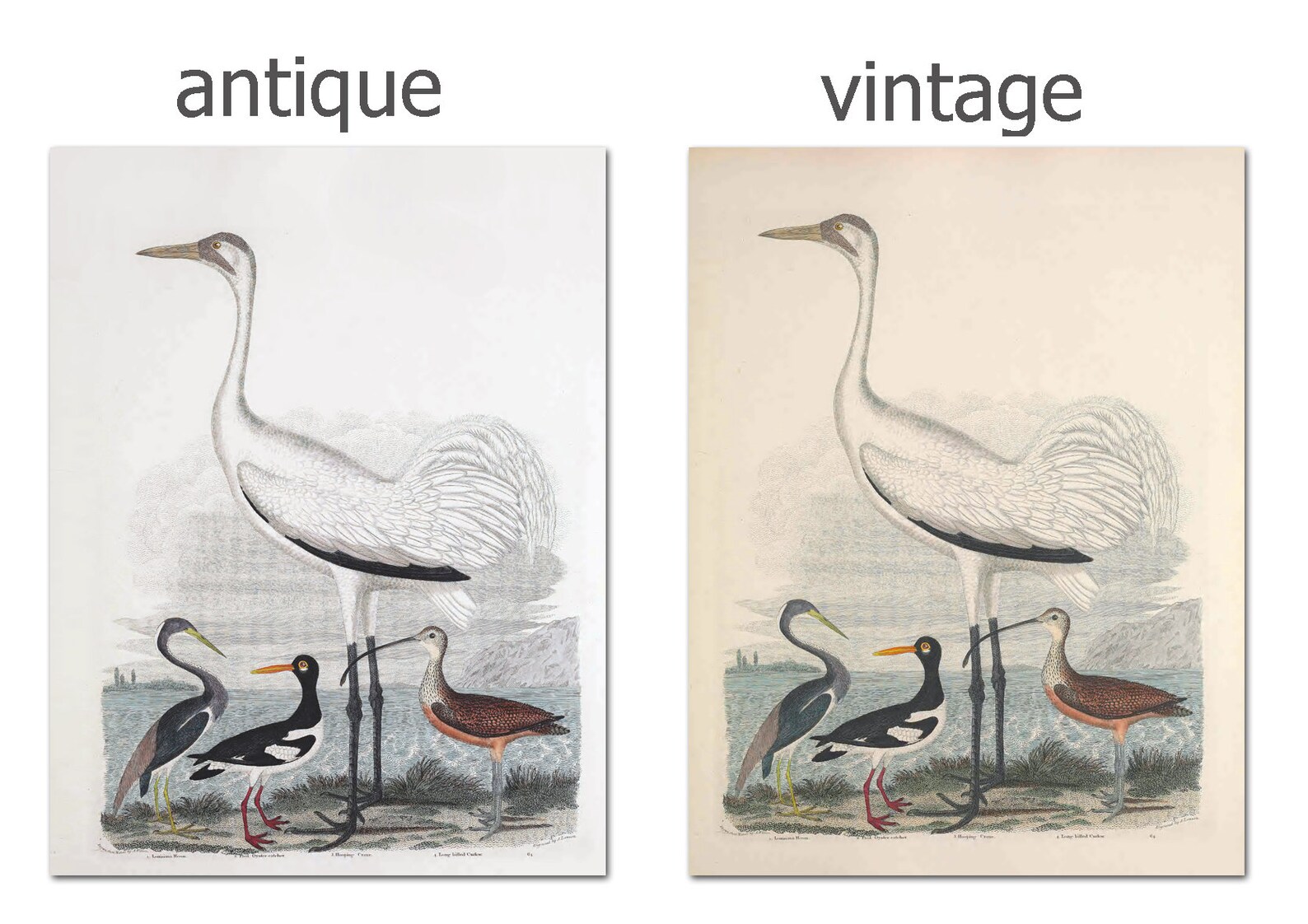 Birds in Lake Landscape Art Print, Waterbird Illustration Wall Art ...