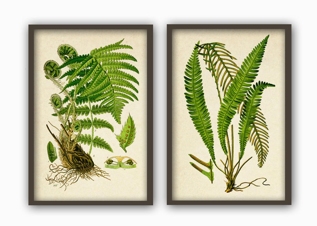 Fern Wall Art Print Set of 2, Botanical Home Decor, Fern Print, Forest ...