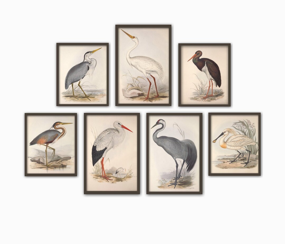 Birds Print Set of 7 Bird Wall Art Decor Vintage Bird Illustration ...