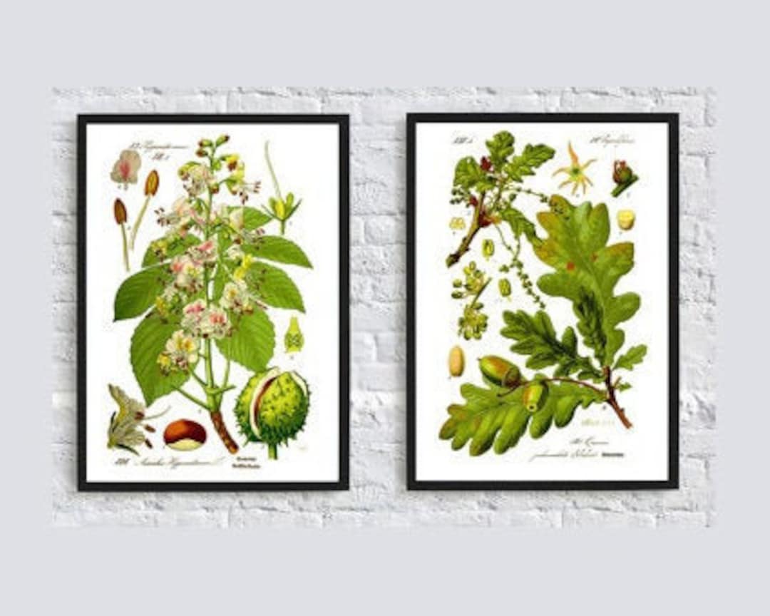 Oak and Chestnut Tree Print Set of 2, Botanical Tree Leaves Print, Wall ...