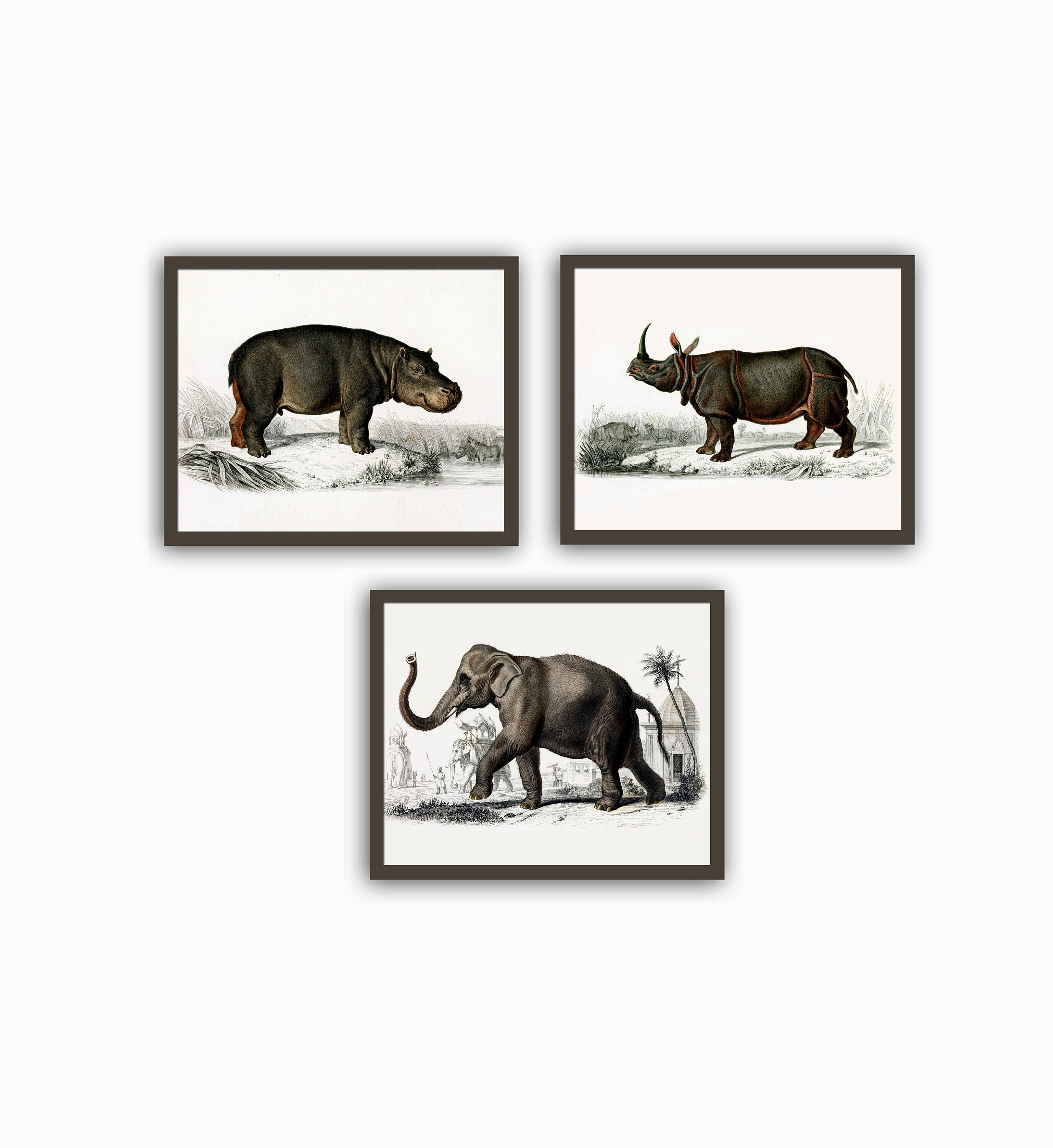 Animal Print, Animal Decor, Animal Illustration, Elephant, Rhinoceros ...