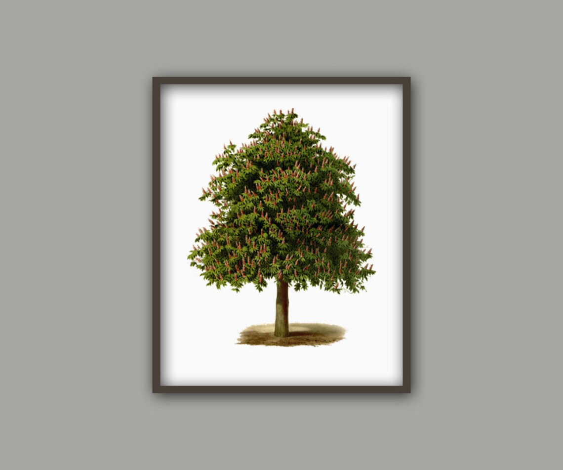 Chestnut Tree Art Print Home Decor Tree Antique Botanical - Etsy
