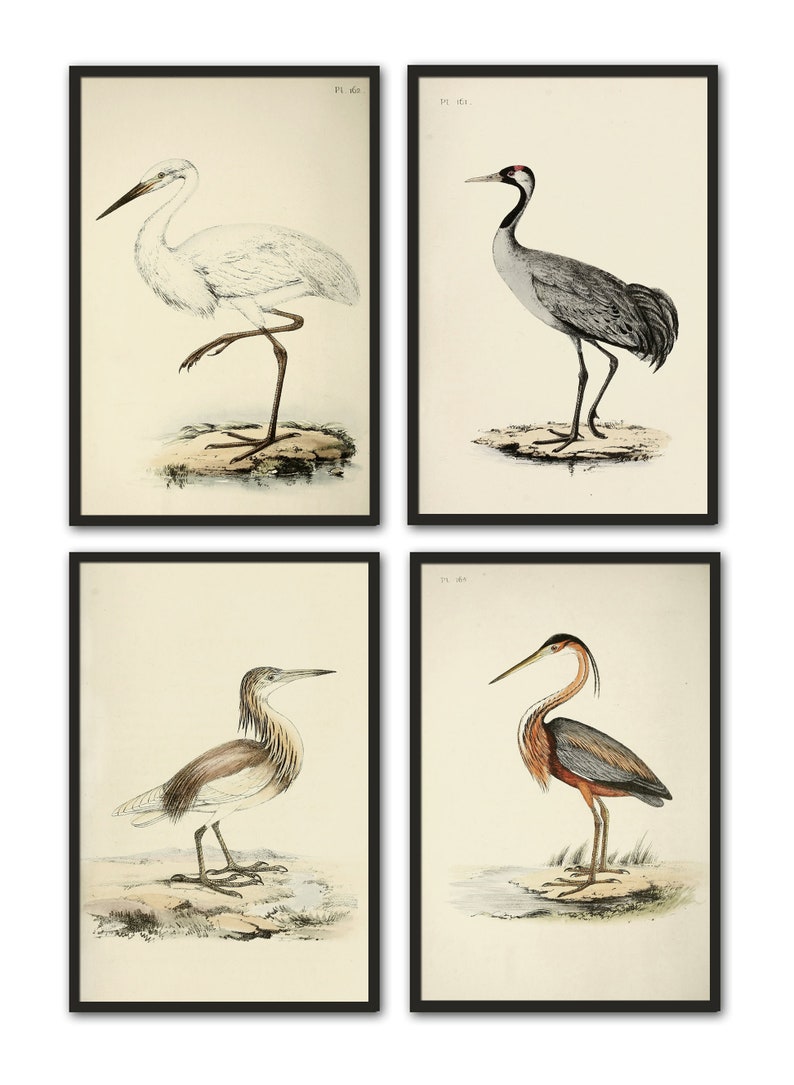 Bird Print Large Scale Wall Art Decor Vintage Bird - Etsy