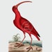 Red Ibis Bird Print, Large Wall Art Decor, Vintage Bird Illustration - Etsy