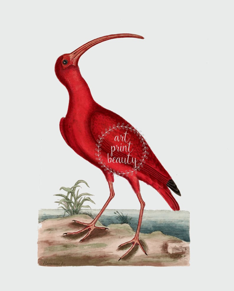 Red Ibis Bird Print Large Wall Art Decor Vintage Bird - Etsy
