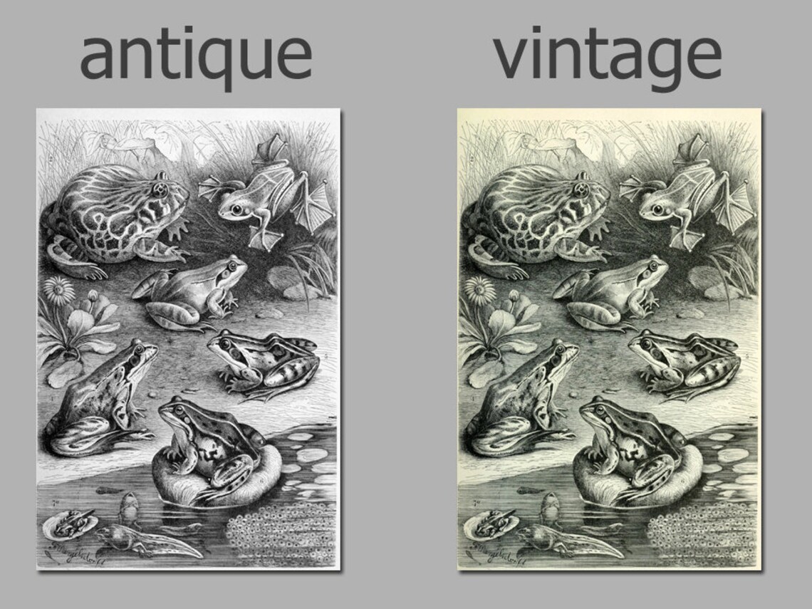Frog Wall Art Decor Amphibian Print Animal Vintage - Etsy