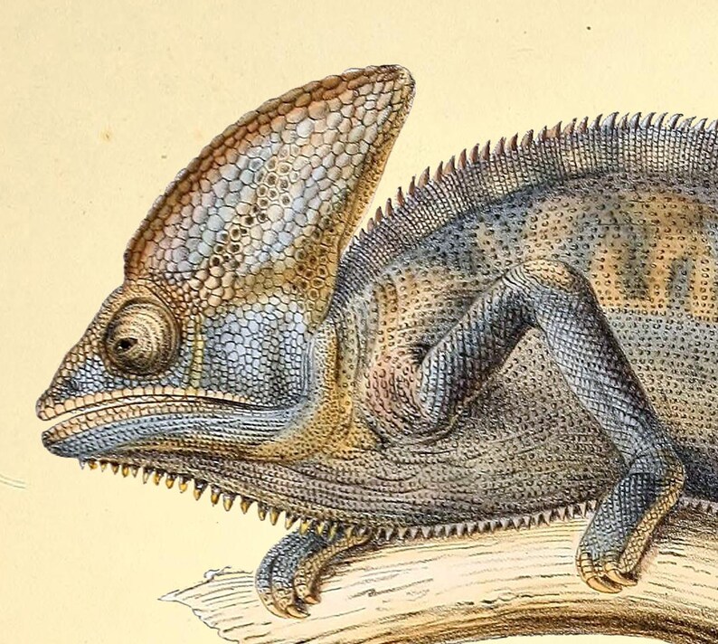 Chameleon Print Animals Wall Art Decor Lizard Reptile Art - Etsy