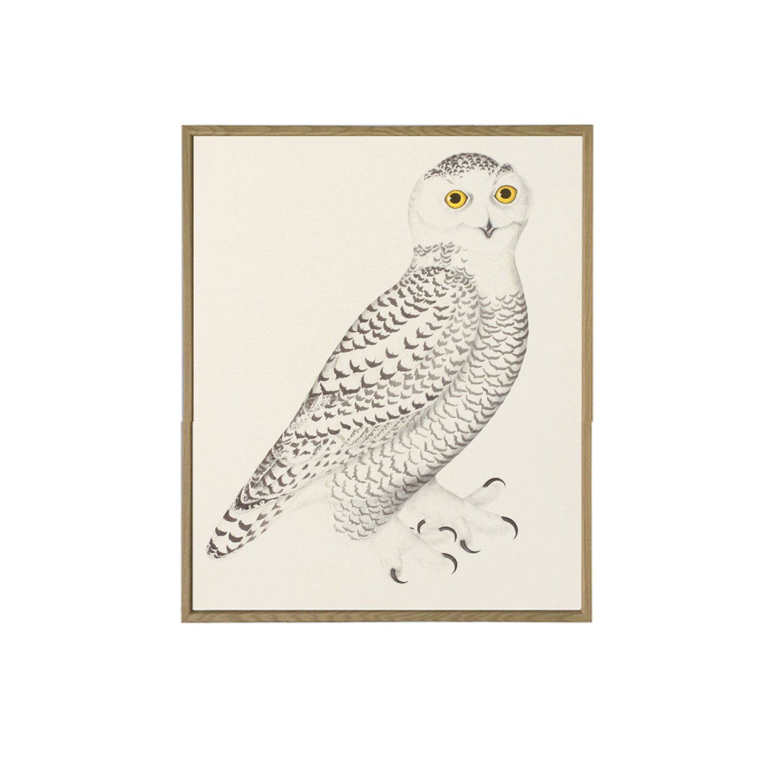 Snowy Owl Print Bird Print Bird Vintage Illustration Large | Etsy