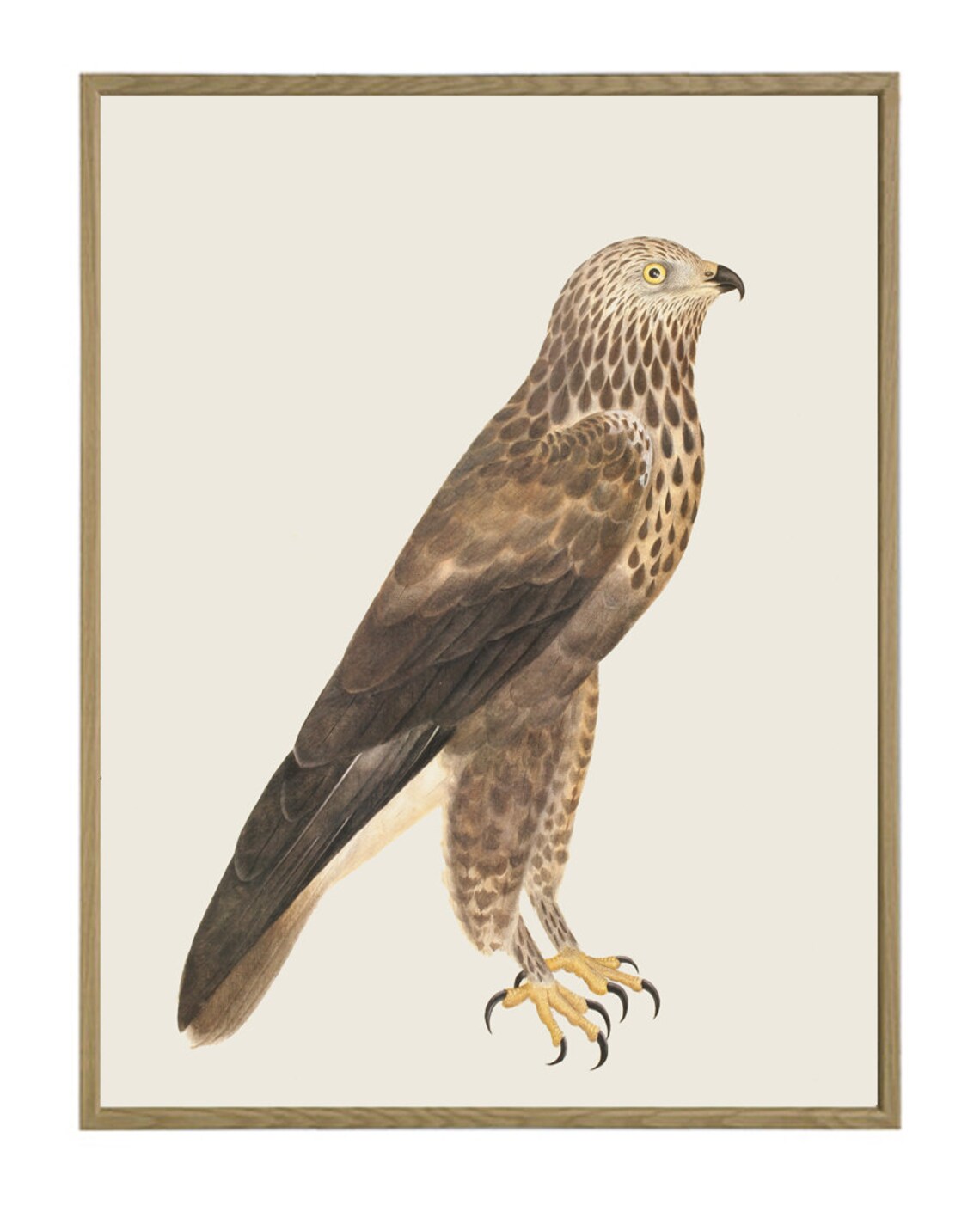 Buzzard Bird Print Large Wall Art Decor Wild Bird Vintage | Etsy