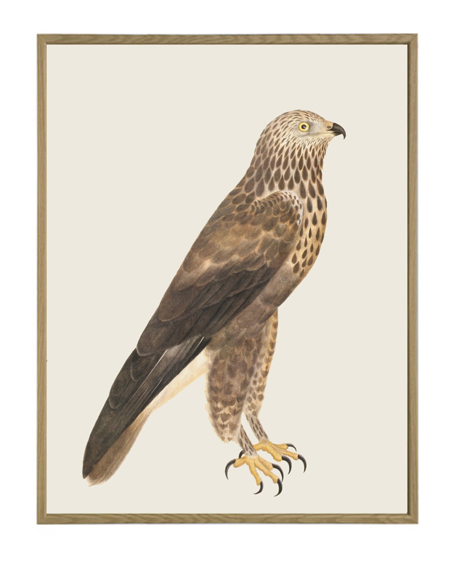 Buzzard Bird Print Large Wall Art Decor Wild Bird Vintage | Etsy