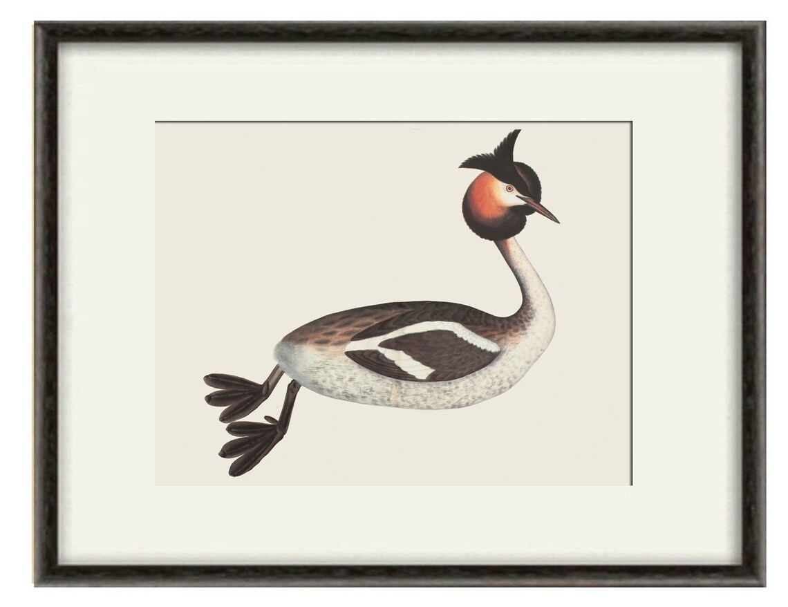 Bird Print Large Wall Art Decor, Water Bird Waterfowl Large Wall Art ...