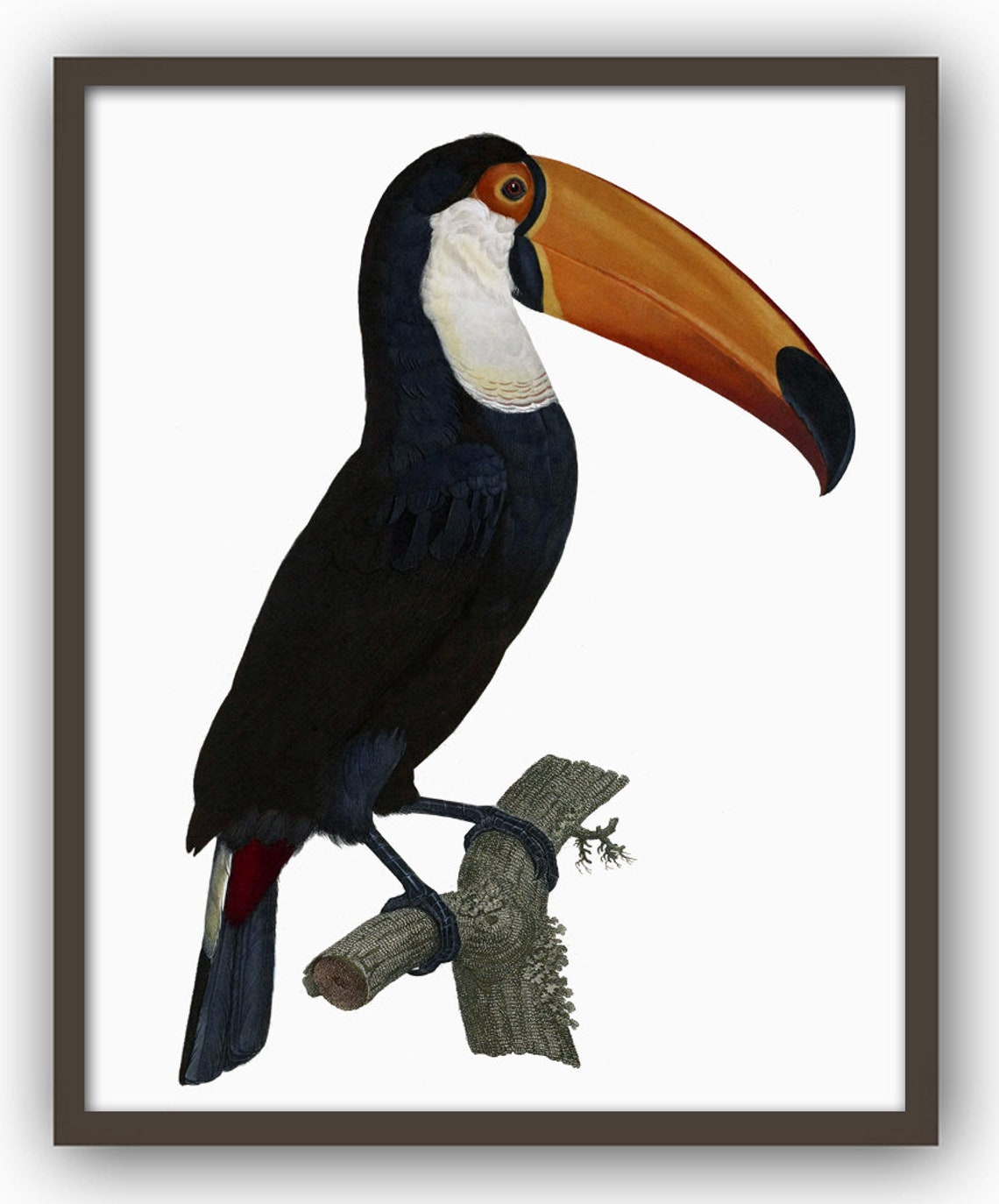 Toucan Art Print Printable Toucan Vintage Toucan Bird Wall - Etsy
