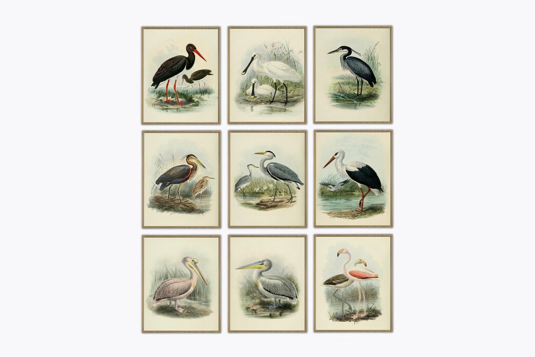 Bird Prints Set of 9 Bird Illustration Prints Bird Posters Bird Wall ...