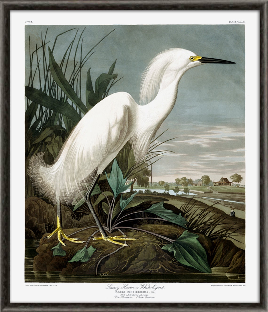 Large Bird Print Wall Art Decor Vintage Illustration by - Etsy