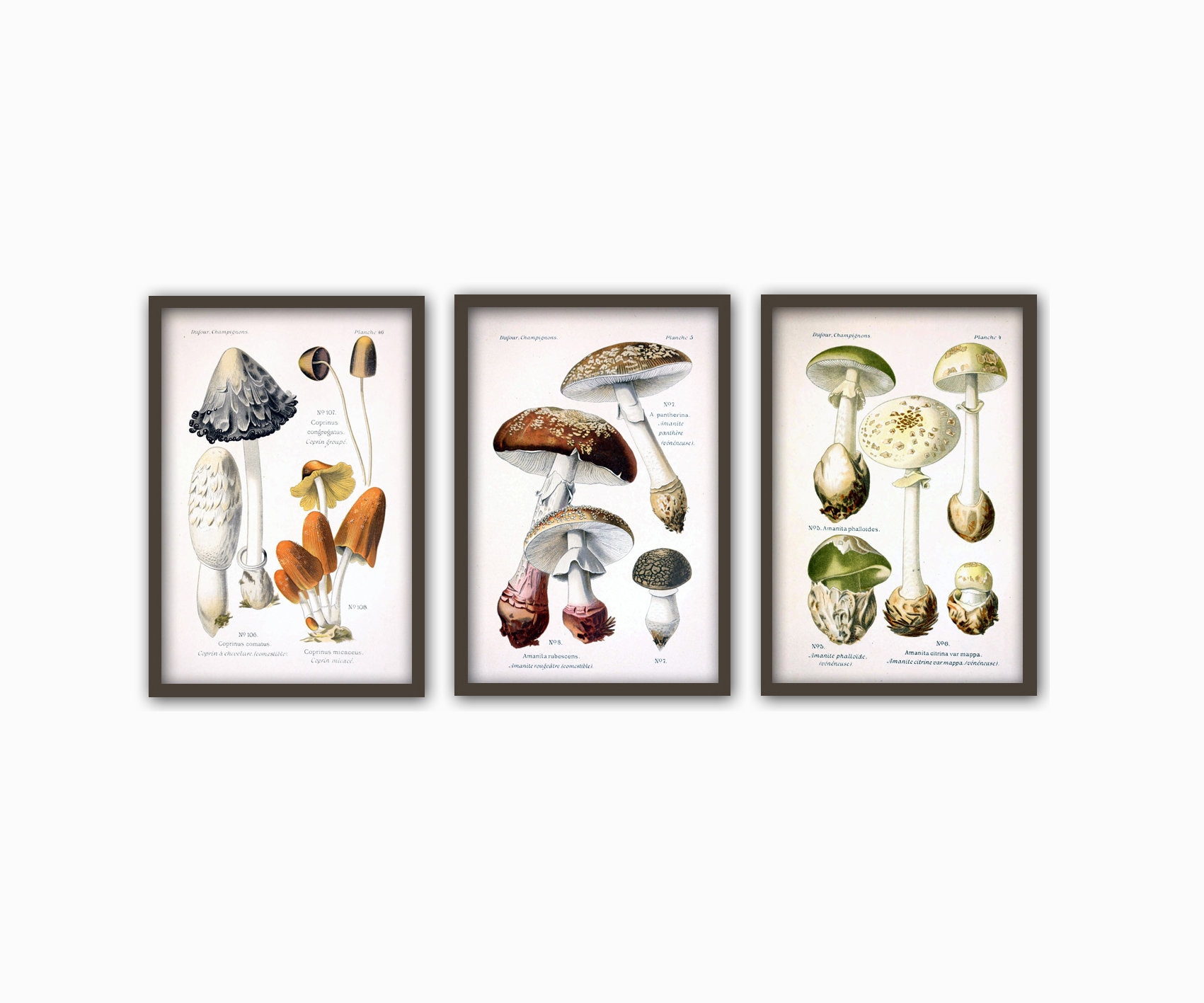 Set of 3 Mushroom Print Mushroom Wall Art Botanical Poster | Etsy