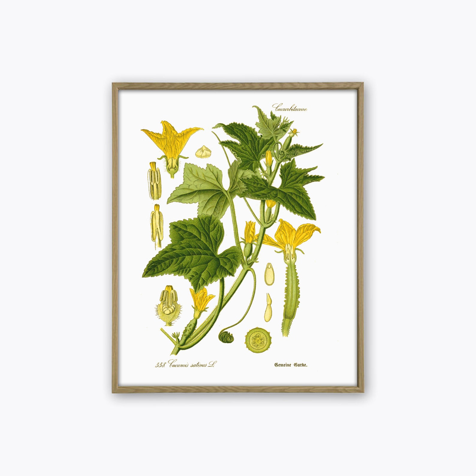 Cucumber Print, Botanical Art Decor, Vegetable Poster, Kitchen Decor ...