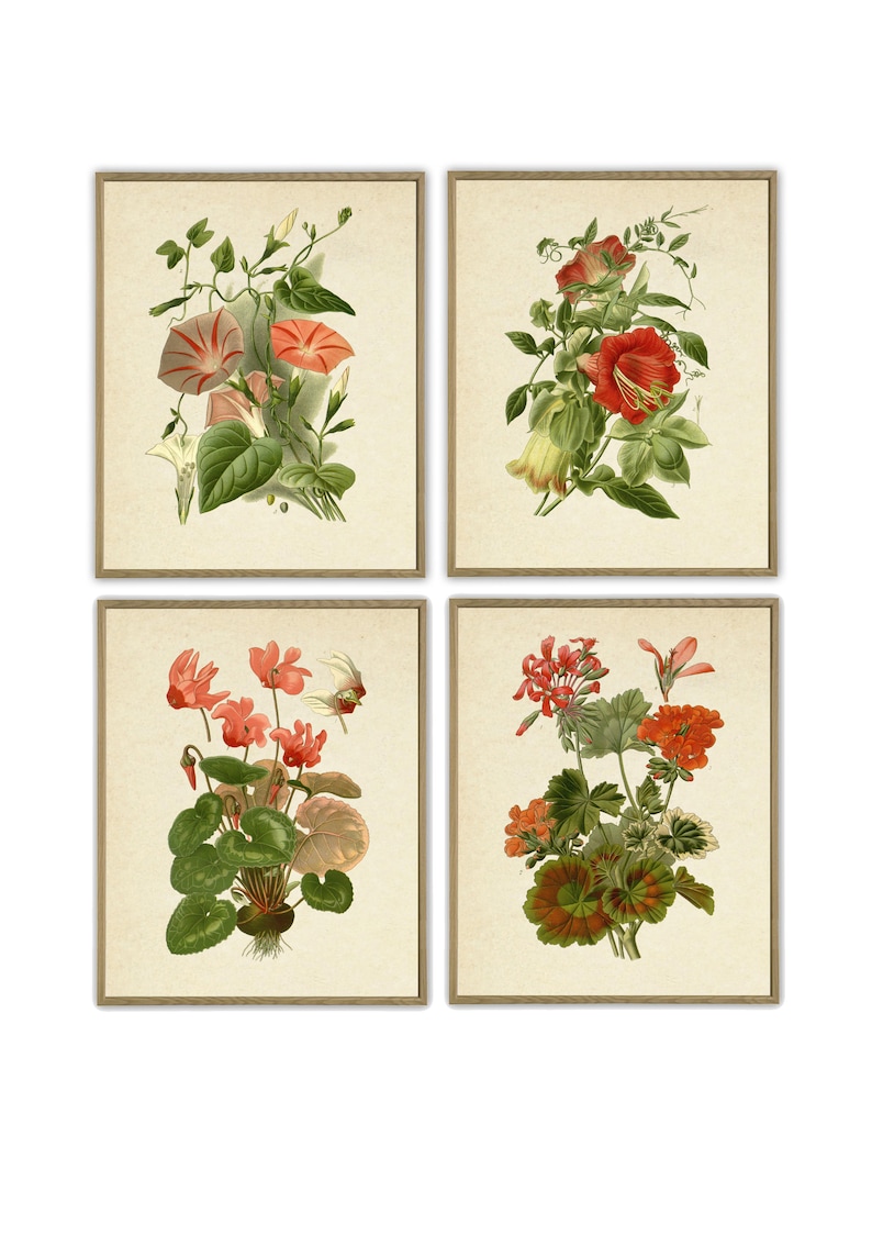 Red Botanical Prints Vintage Flower Art Cottage Wall Art Print French ...