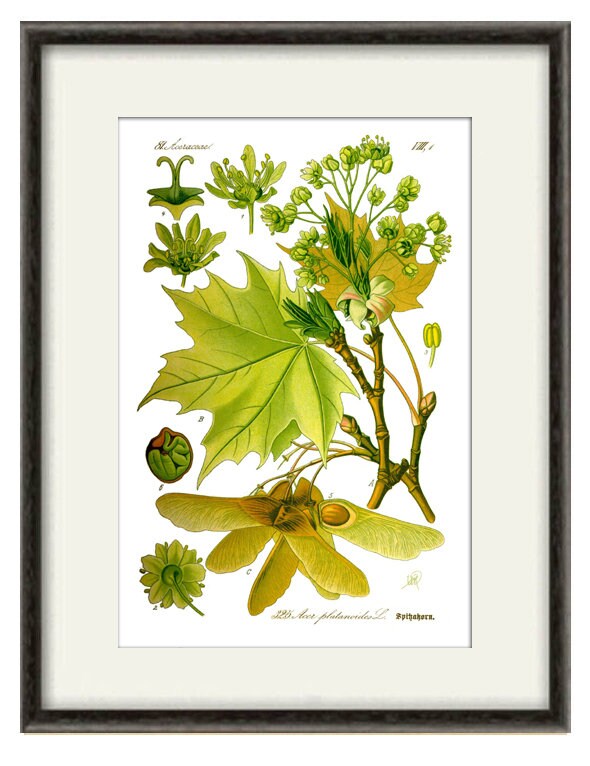 Maple Leaves Print, Kitchen Wall Decor, Botanical Illustration, Types ...