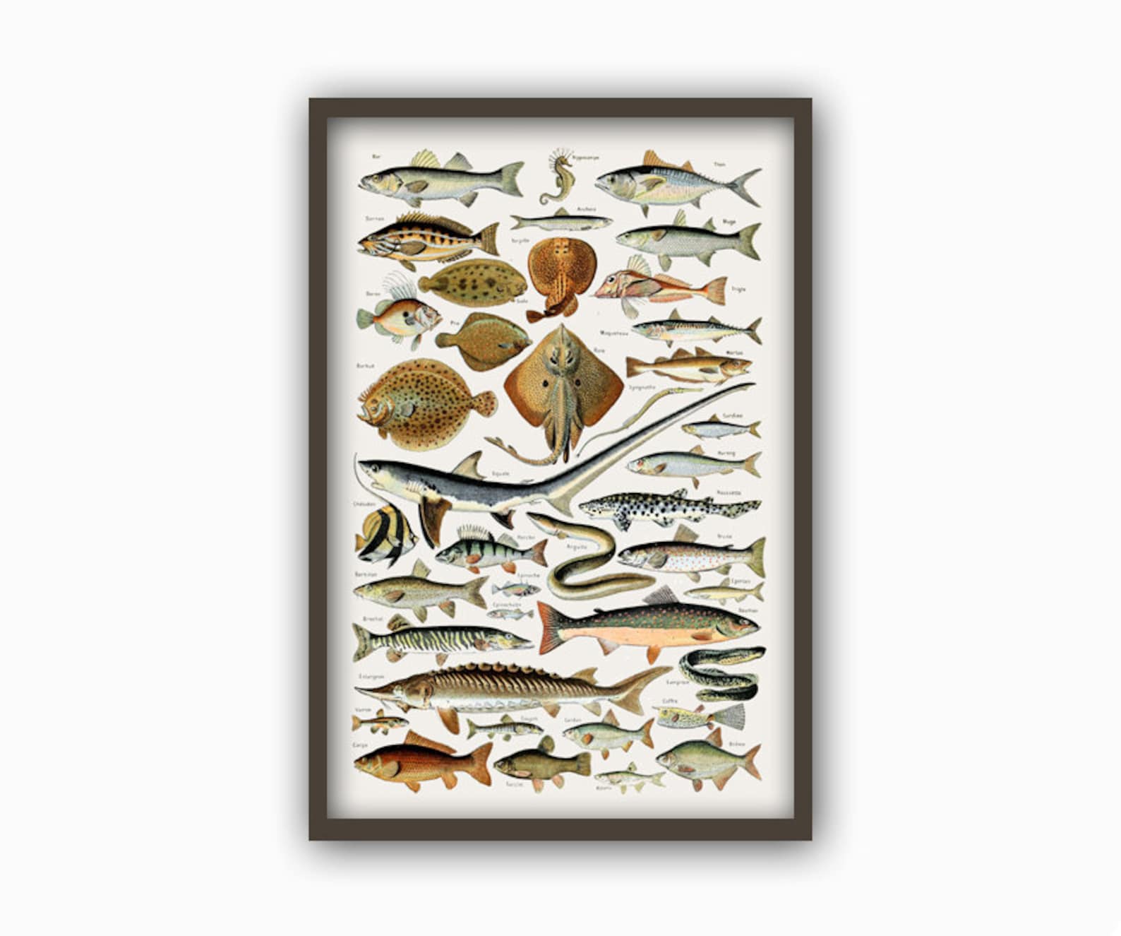 Fish Print Fish Poster Sea Fish Marine Wall Art Print Fish Illustration ...