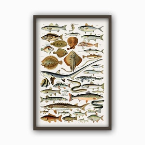 Fish Print Fish Poster Sea Fish Marine Wall Art Print Fish Illustration ...