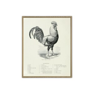 Rooster Bird Print, Kitchen Wall Art Decor, Farm House Decor, Chicken ...