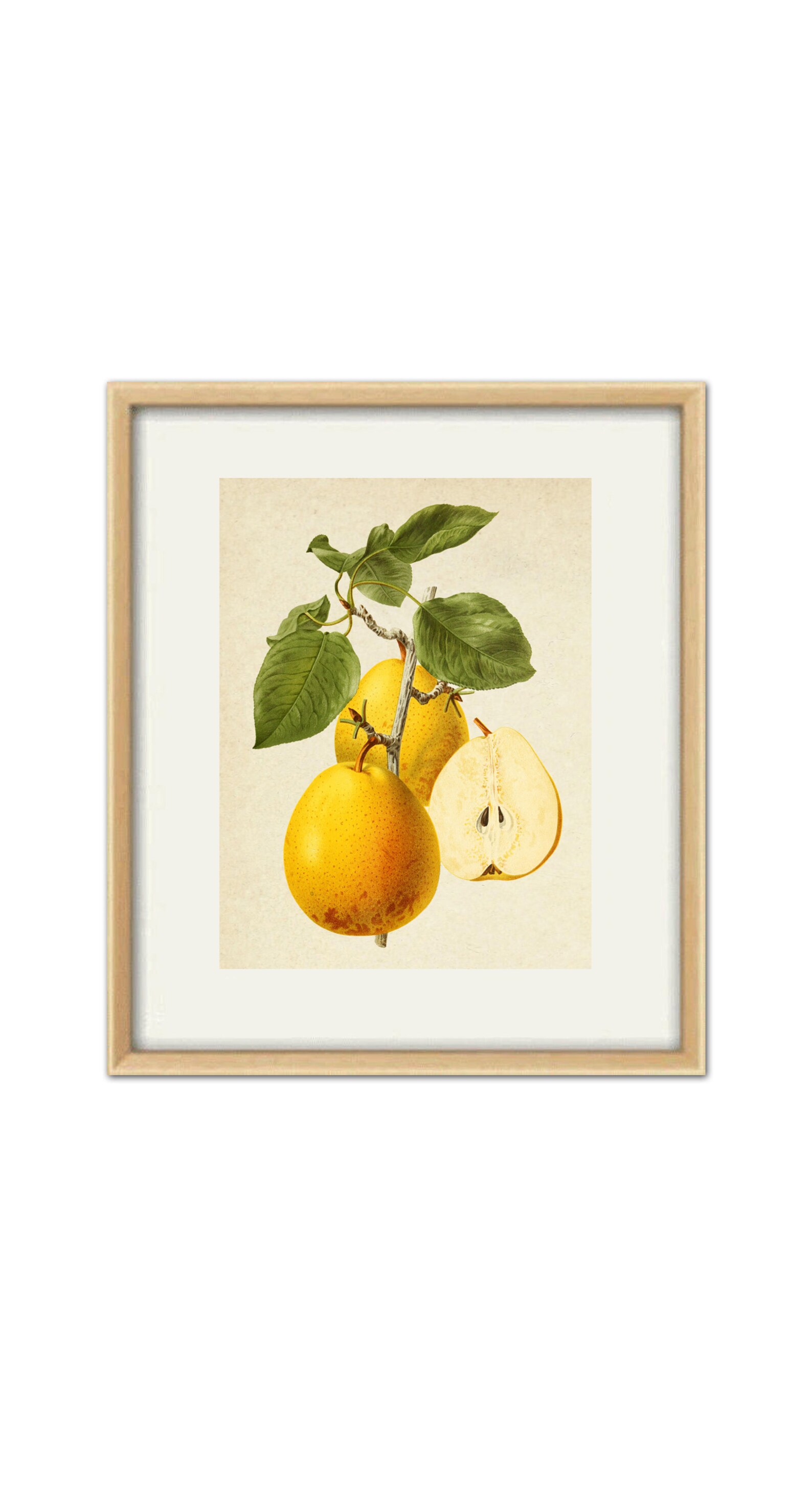 Fruit Print Set Botanical Prints Vintage Art Botanical Plum - Etsy