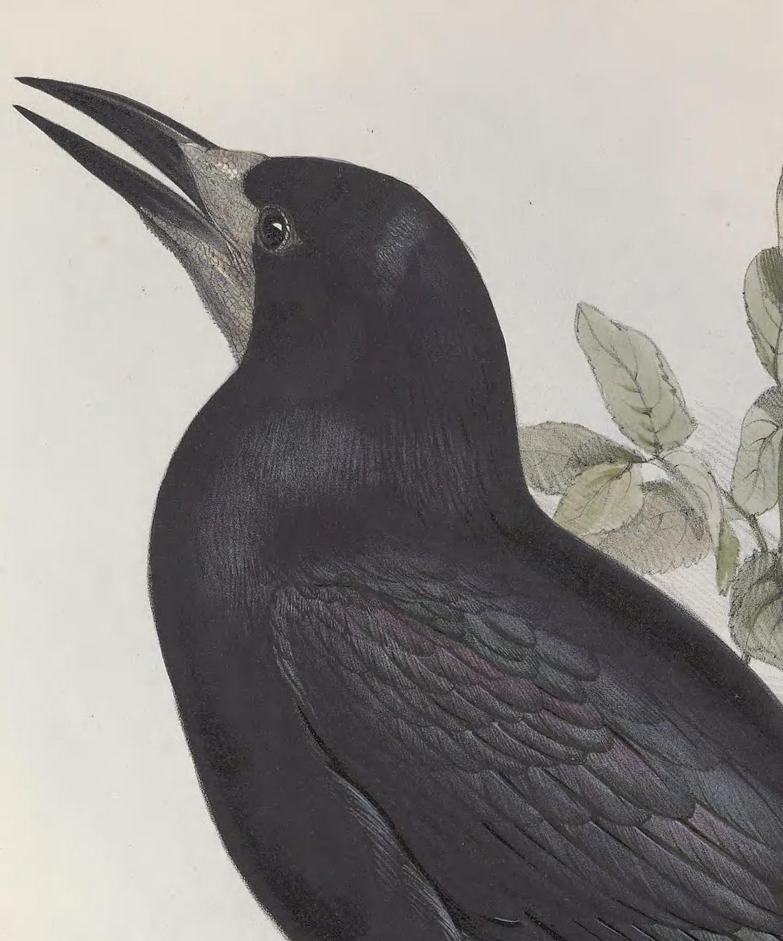 Rook Birds Art Print Bird Vintage Illustration Bird Wall Art Poster ...