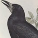 Rook Birds Art Print Bird Vintage Illustration Bird Wall Art Poster ...