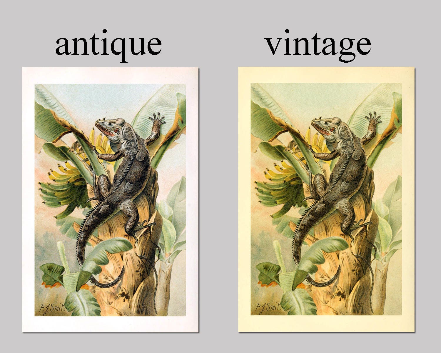 Lizard Iguana Print Animals Poster Reptile Vintage | Etsy