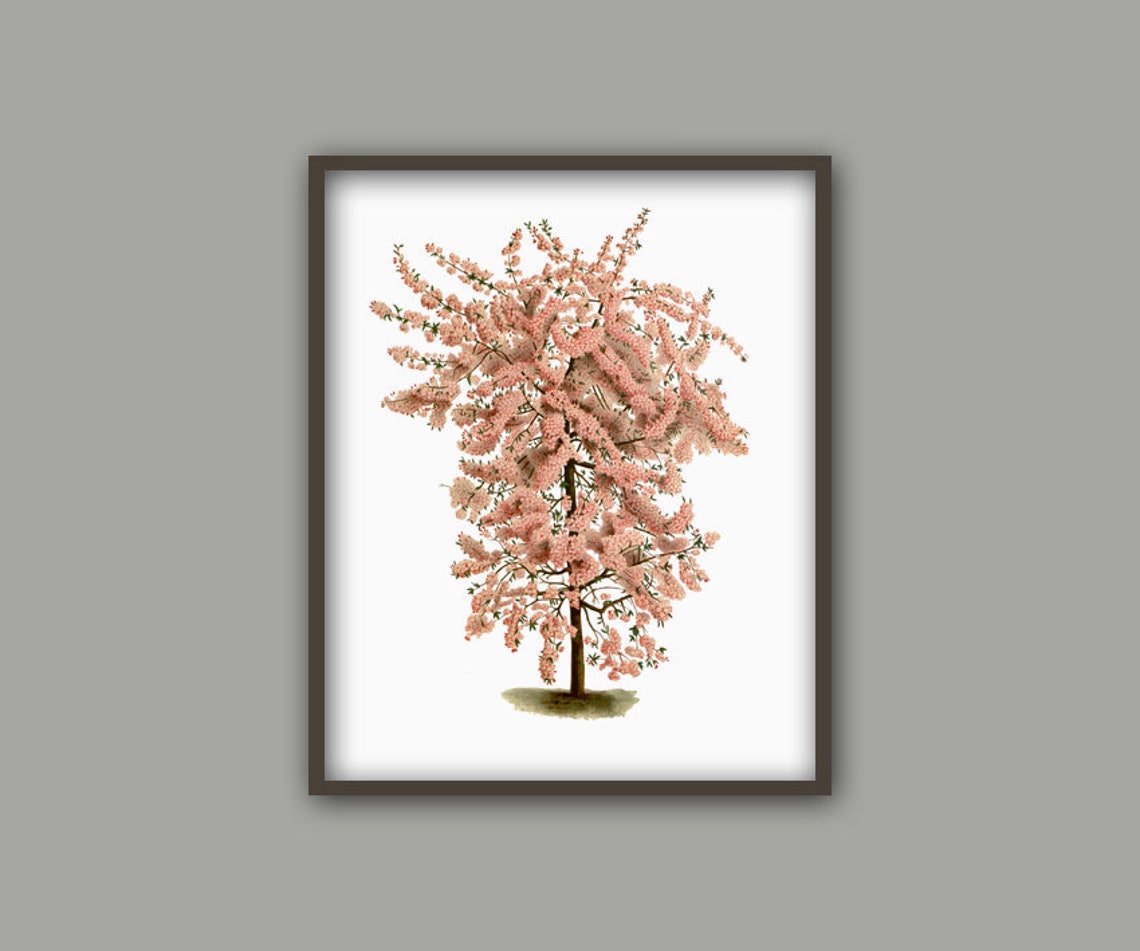Apple Tree Print Botanical Wall Art Decor Vintage - Etsy