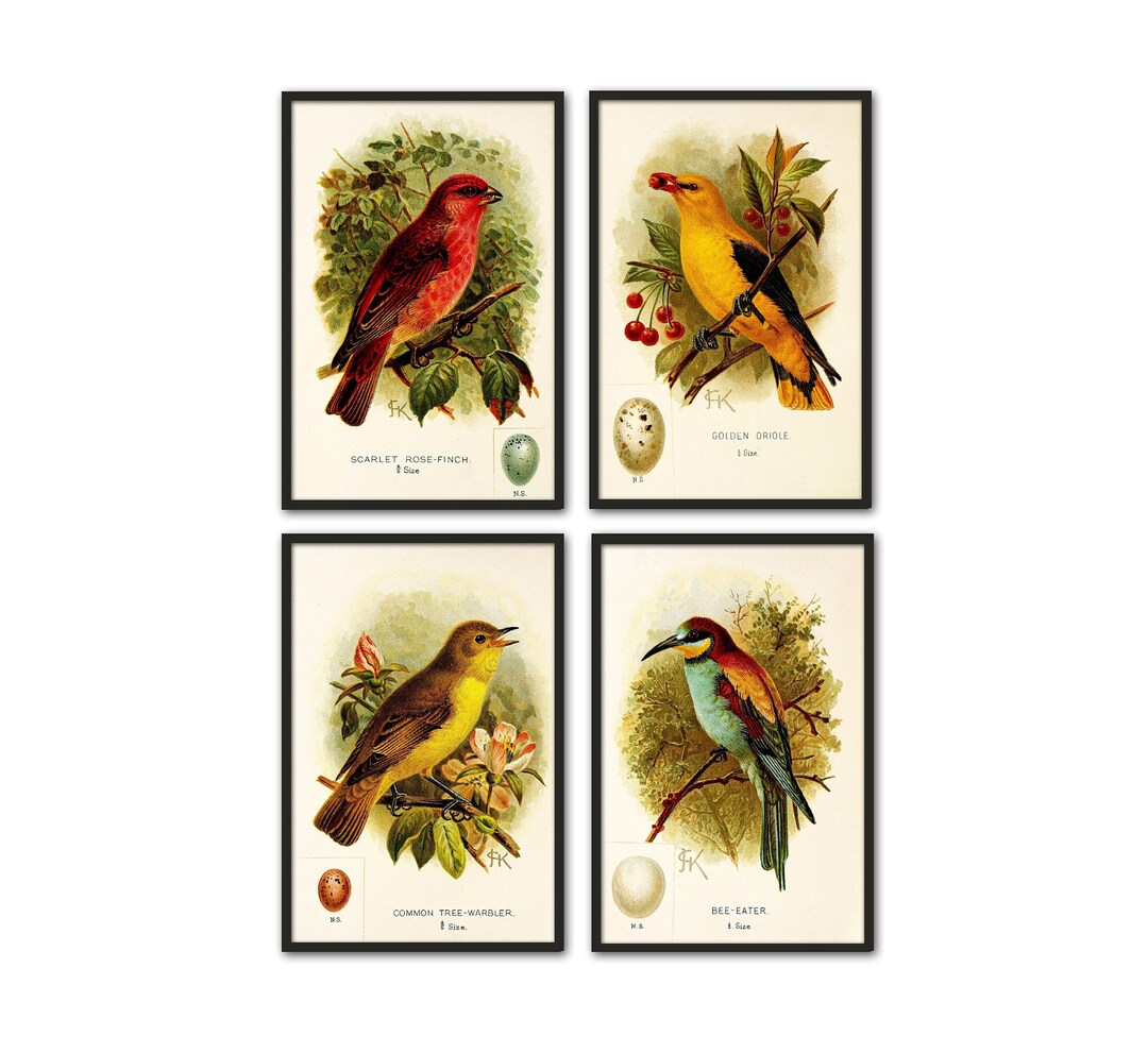 Bird Botanical Print Set, Vintage Bird Print, Bird Wall Art Decor ...