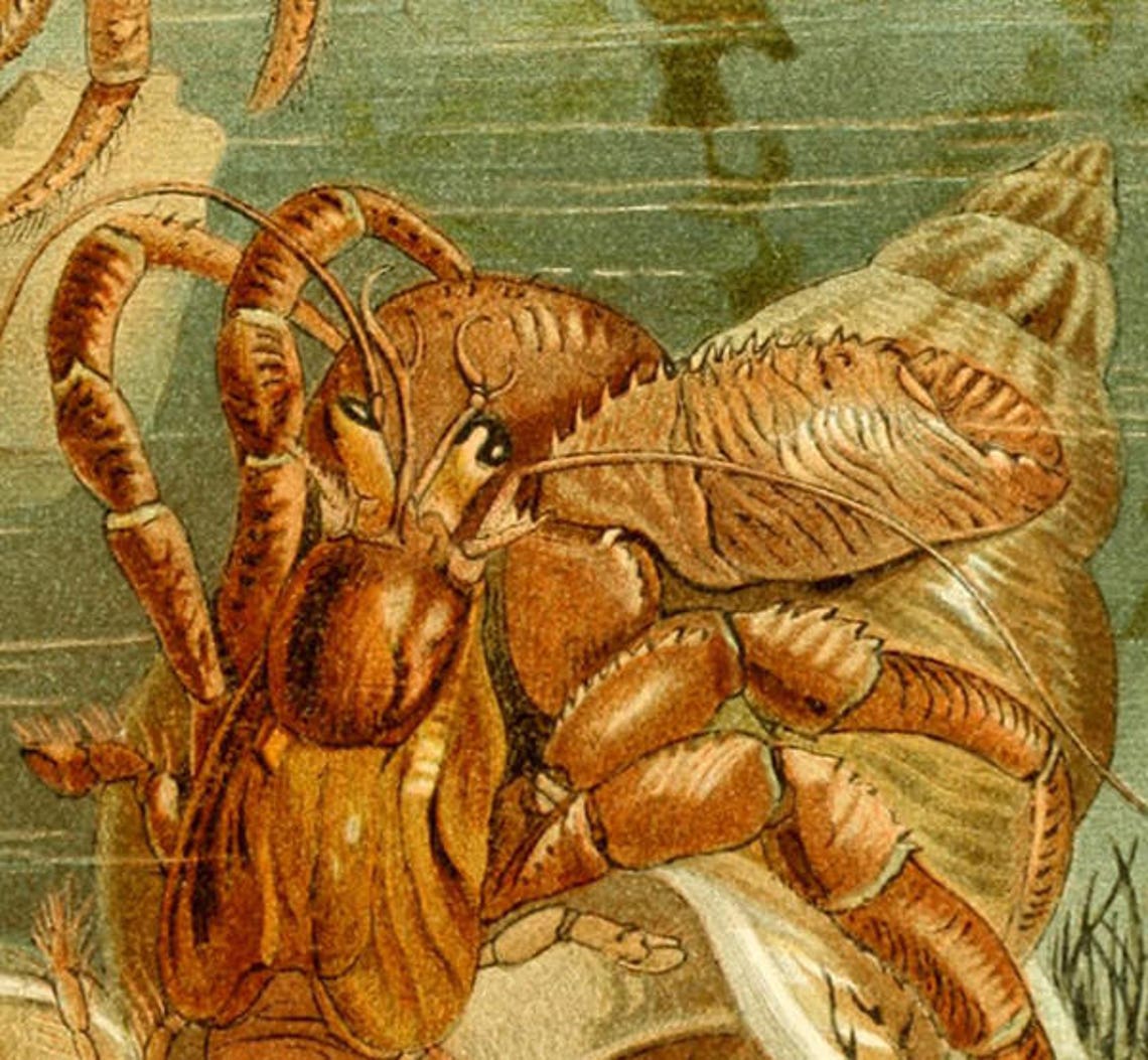 Crayfish Print Crawfish Wall Art Lobster Poster | Etsy