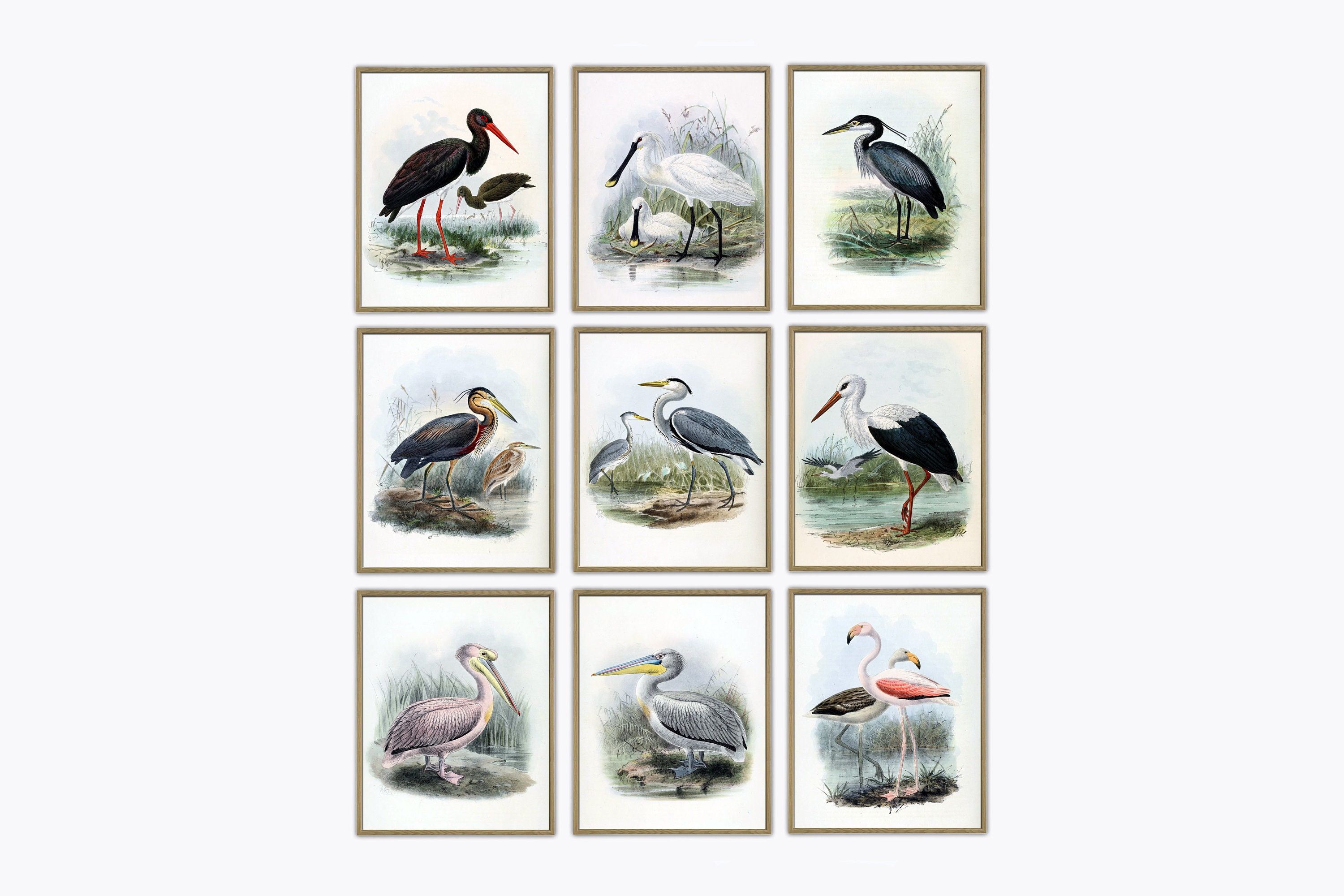 Birds Print Set of 9 Wall Art Decor Bird Illustration | Etsy