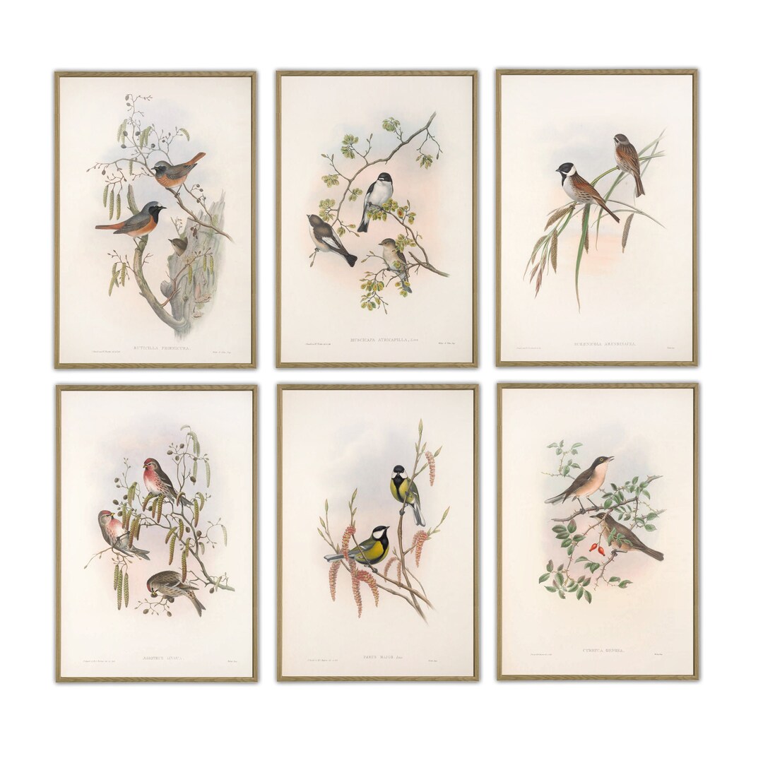 Bird Print Set of 6, Wall Decor, Large Wall Art, Vintage Illustration ...