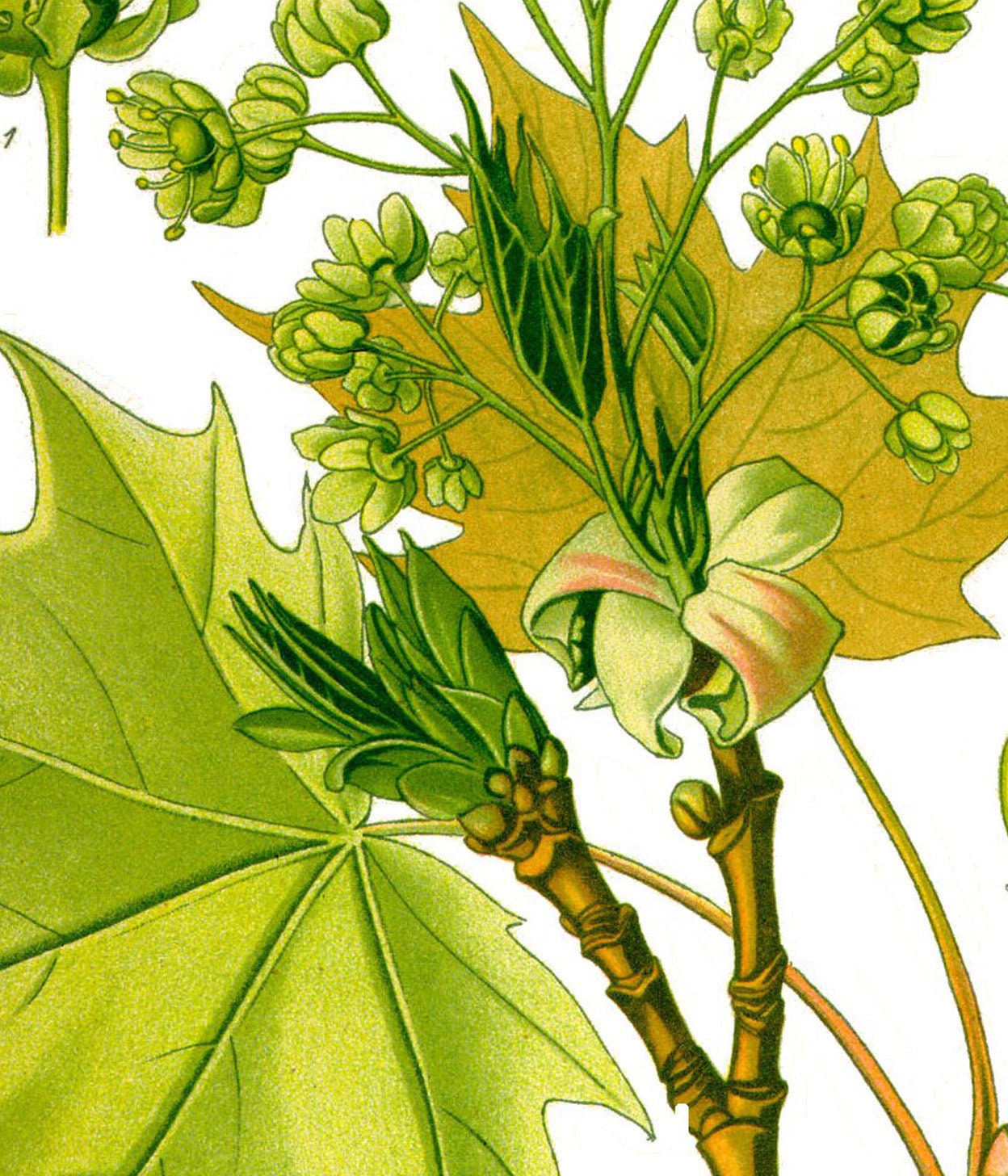 Maple Leaves Print, Kitchen Wall Decor, Botanical Illustration, Types ...