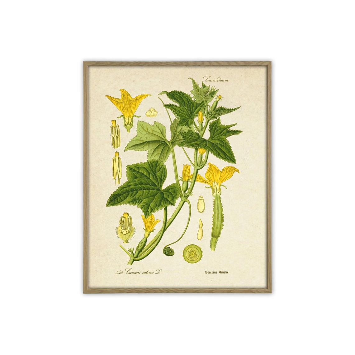 Cucumber Print, Botanical Art Decor, Vegetable Poster, Kitchen Decor ...