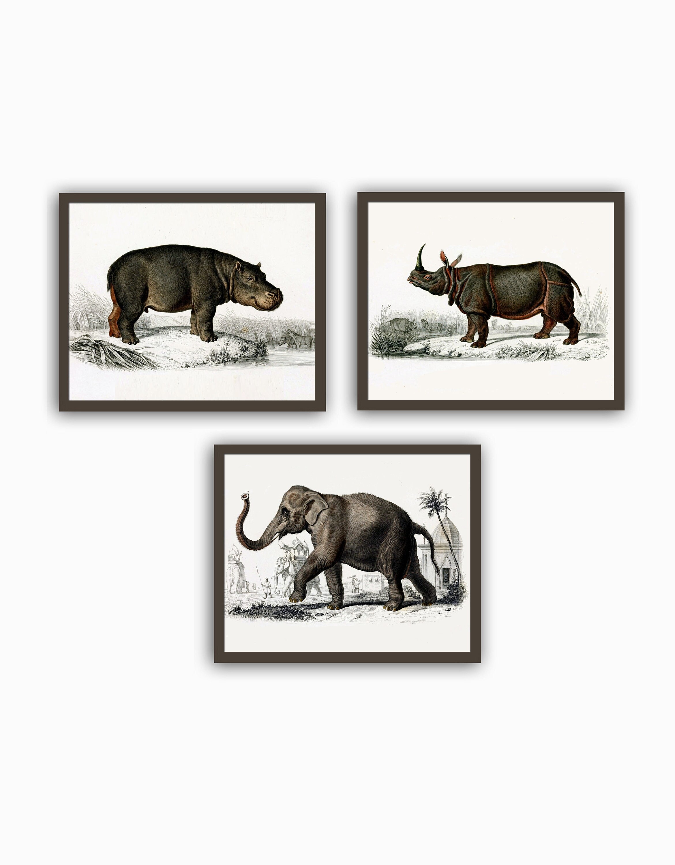 Animal Print, Animal Decor, Animal Illustration, Elephant, Rhinoceros ...