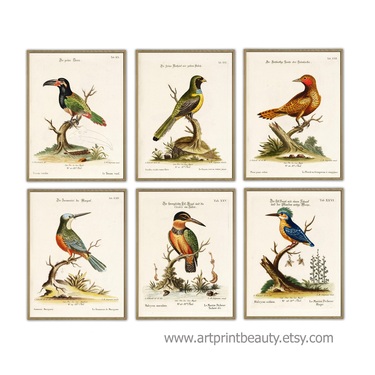 Beautiful Bird Print Set of 6 Large Wall Art Print Living - Etsy
