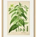 Nettle Print, Botanical Illustration, Green Plant Wall Art, Large Wall ...