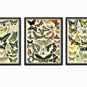 Butterfly Print, Insect Science Poster, Entomology Print Set of 3 - Etsy