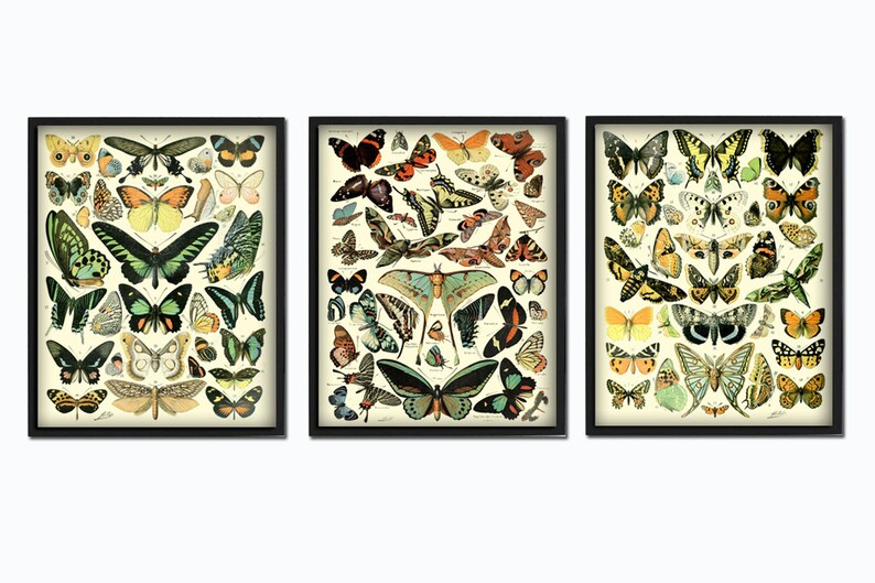 Butterfly Print Insect Science Poster Entomology Print Set - Etsy