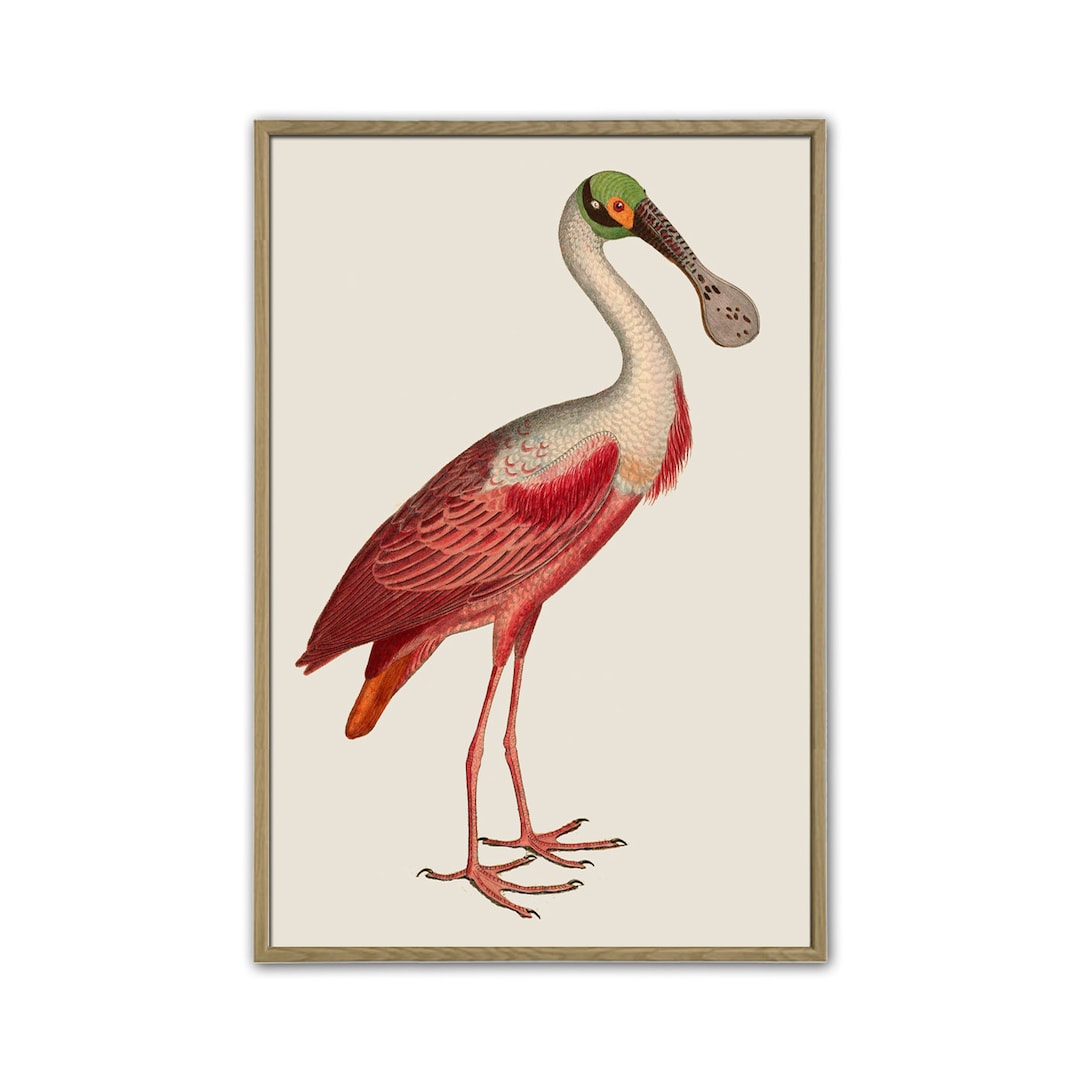 Spoonbill Bird Print, Bird Wall Decor, Ornithology Poster, Antique ...